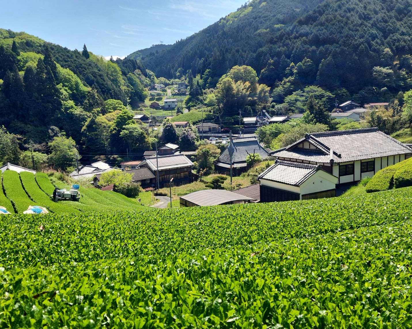 Matcha Byron Bay | Authentic Japanese Matcha Crafted with Heart